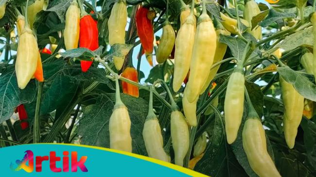 Harga Cabai Merah Besar, Keriting dan Rawit di Jawa Timur Cenderung Stabil