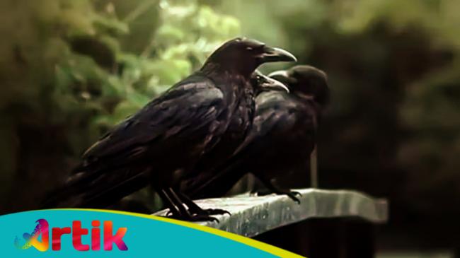 Tangis Gagak yang Hilang