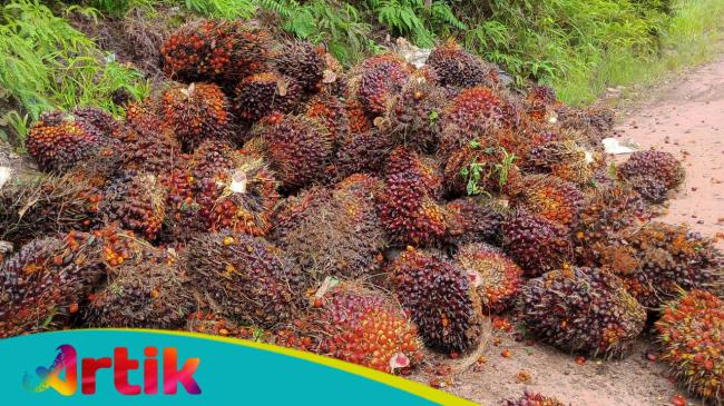 Pasar Sawit Tertekan Mengikuti Tren Pelemahan Global, CPO di KPBN Turun 0,42%